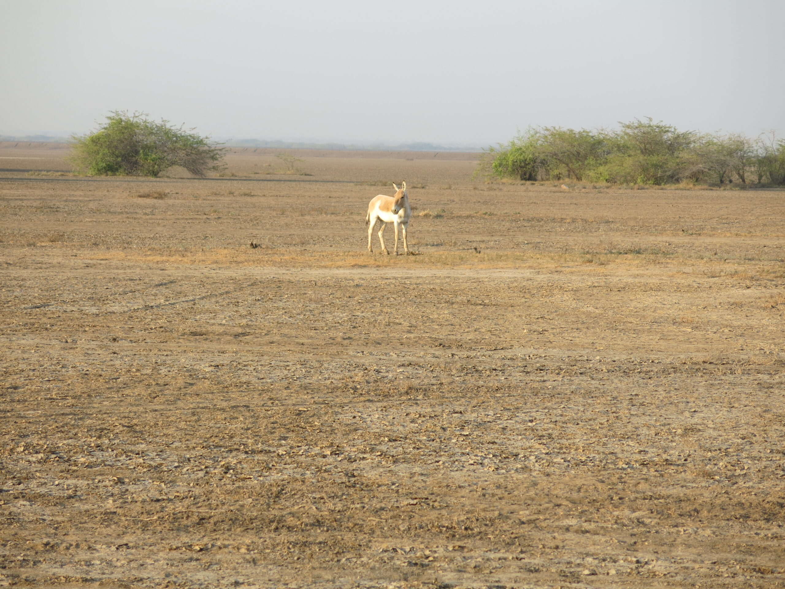 Gujarat Textile Trails - Customized Travel to India for authentic ...